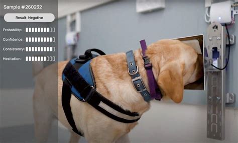 [이영완의 사이언스카페┃‘개코와 Ai가 만났다 94 정확도로 암 진단] 인간보다 1만 배 뛰어난 후각…코로나19·마음의