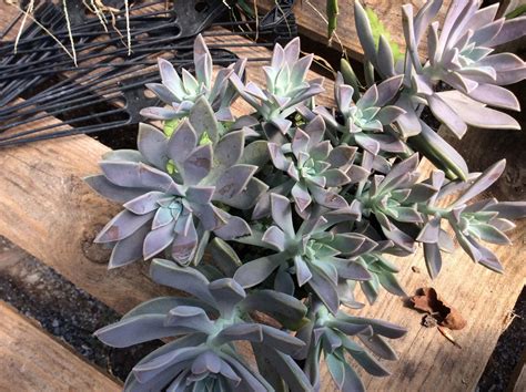 Echeveria Ghost Plant Succulent Cuttings Rare 2 To 4 Echeveria L