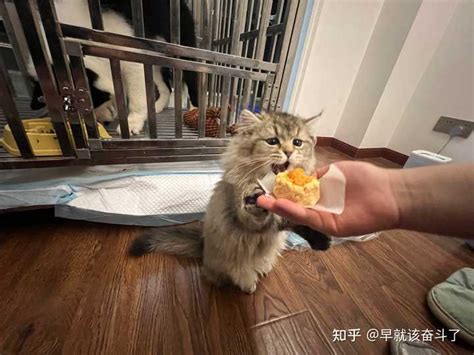 好养又好看的长毛猫有哪些？ 知乎