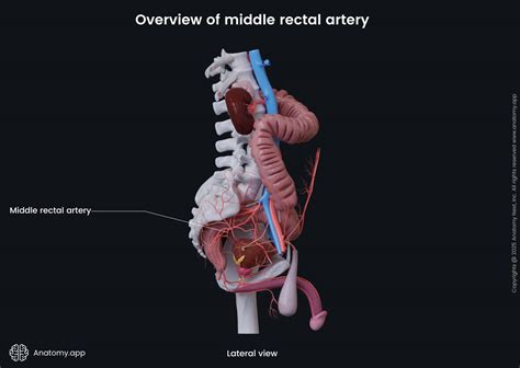 Overview Of Middle Rectal Artery Male Anatomyapp