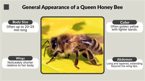 What Does A Queen Honey Bee Look Like Identification Guide