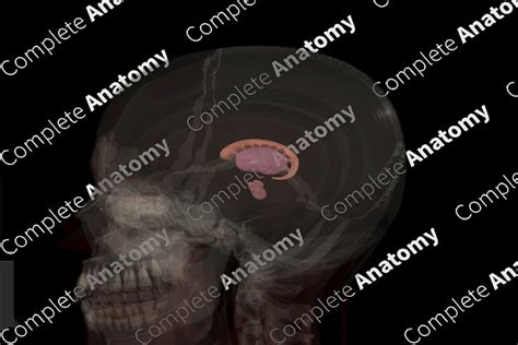 corpus striatum complete anatomy