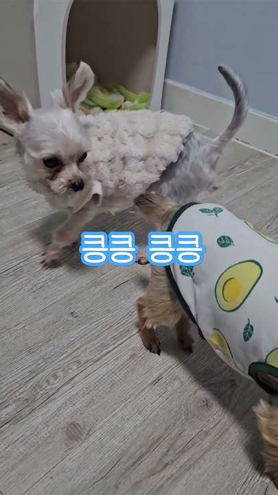 반려견 요키 강아지 나방귀 뀌었다 Youtube