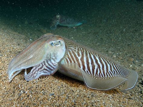 Sussex Marine Wildlife Showcase Sussex Wildlife Trust