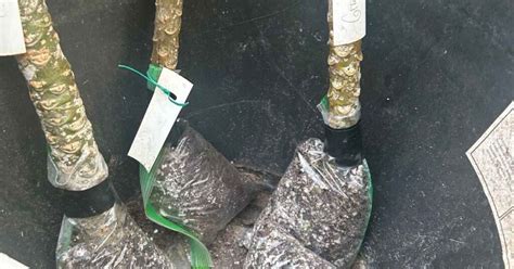 Bag Rooting Plumeria Cuttings A Beginners Guide