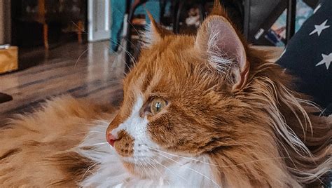 Hyperthryroidism In Cats Medical District Veterinary Clinic University Of Illinois College