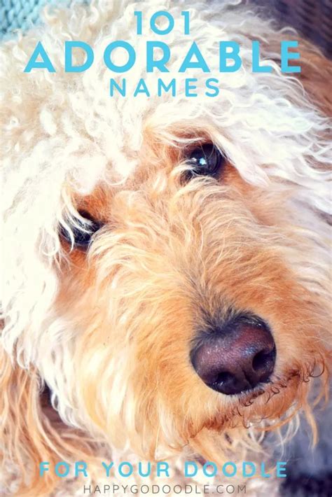 101 Goldendoodle Names That Are Adorable Happy Go Doodle®