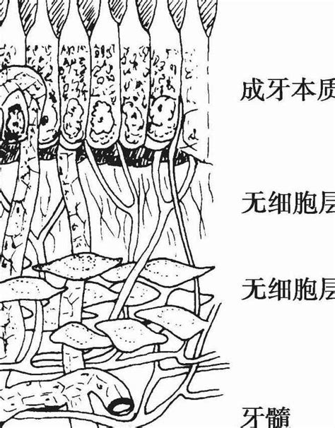 图牙本质牙髓复合体 口腔科 医学名词 39疾病百科