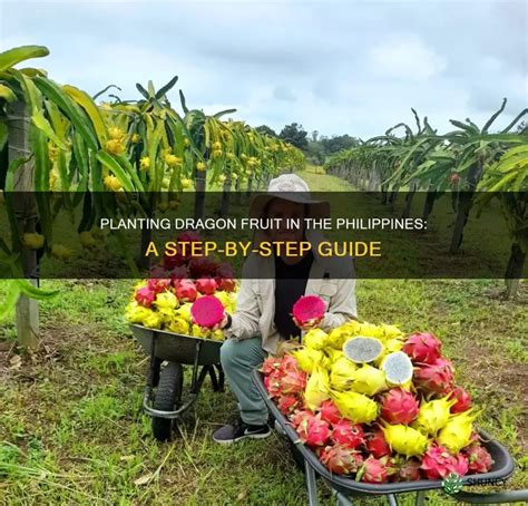 Planting Dragon Fruit In The Philippines A Step By Step Guide Shuncy