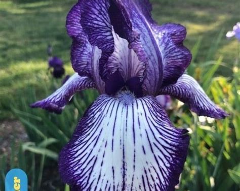 Circus Stripes Tall Bearded Iris Historic Iris Etsy
