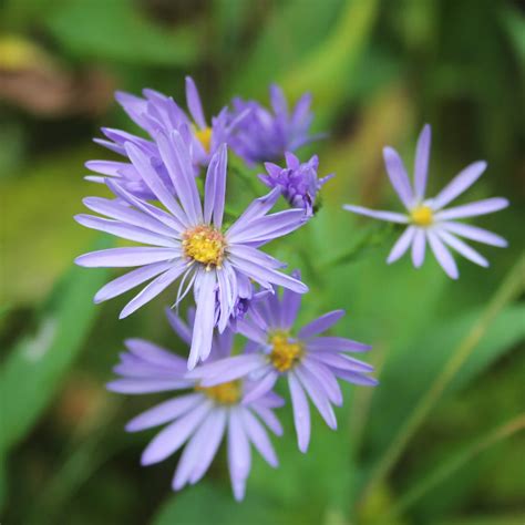 Sky Blue Aster Seeds Ornamental Garden Flower Seeds