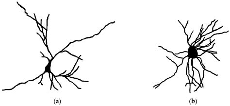 Fractal Fract Free Full Text Multifractal Analysis Of Neuronal Morphology In The Human