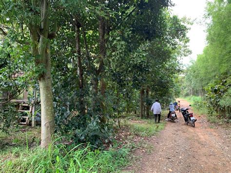 ขายที่ดินสวนลำใยและต้นสัก เนื้อที่ 3 0 83 9 ไร่ ใกล้วิทยาลัยเทคนิคปัว จ น่าน บรรยากาศดี เงียบสงบ