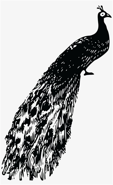 Nbc Peacock Black And White Clipart
