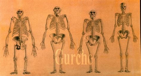 Australopithecus Skeleton