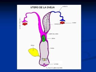 Ovino Anatomia Aparato Reproductorppt