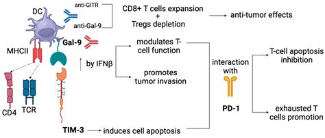 Exploring The Role Of Gitr Gitrl Signaling From Liver Disease To