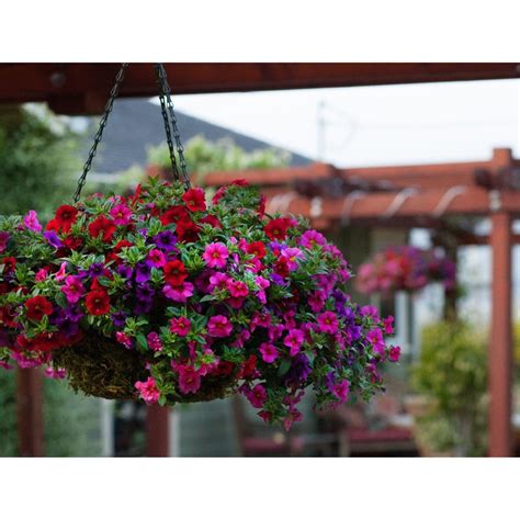 Ампельные цветы для кашпо на улице 84 фото