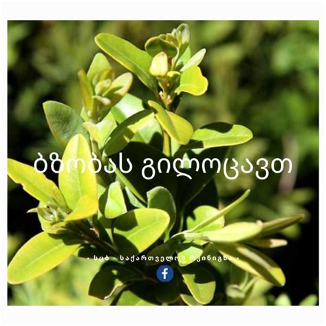 გილოცავთ ბზობას უფლის სცბ საქართველოს რკინიგზა