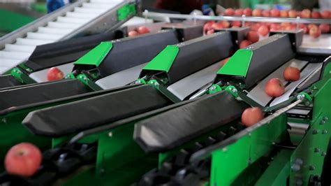 Mango Sorting Machinegrading Equipment For Fruits And Vegetables