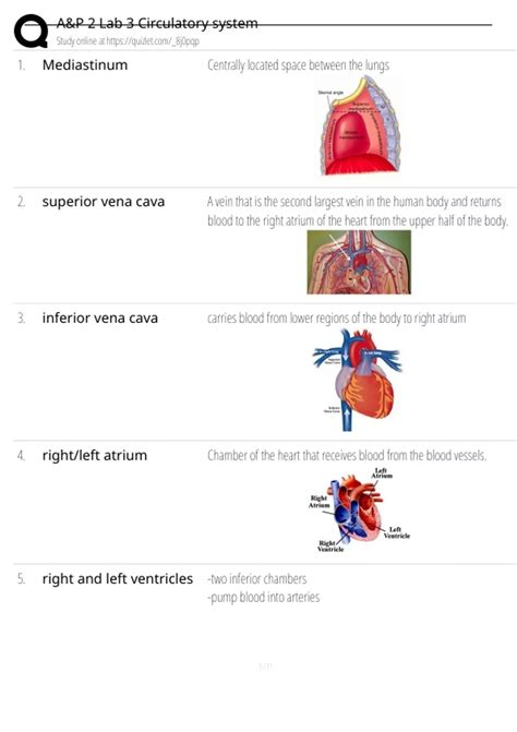 Aandp 2 Lab 3 Circulatory System Aandp 2 Lab 3 Circulatory System Stuvia Us