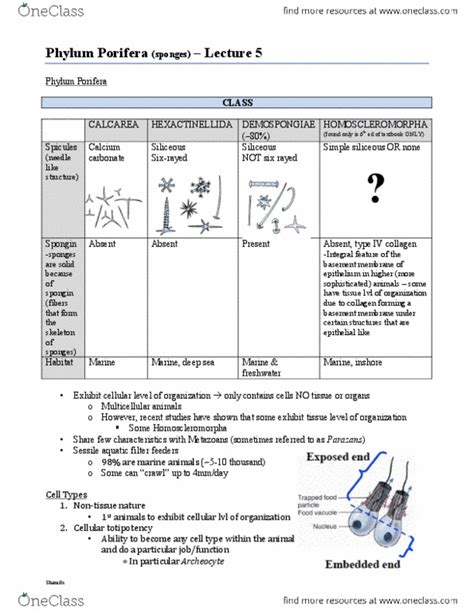 BIOL Lecture Notes Fall Lecture Homoscleromorpha Spongin Demosponge
