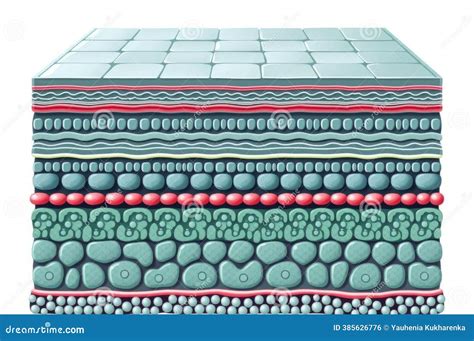 Stratified Squamous Epithelium Epithelial Tissue Types Vector Illustration