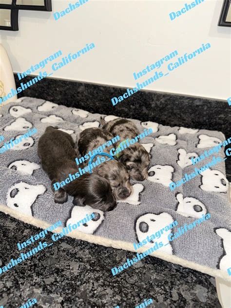 Dachshund Puppies For Sale In California