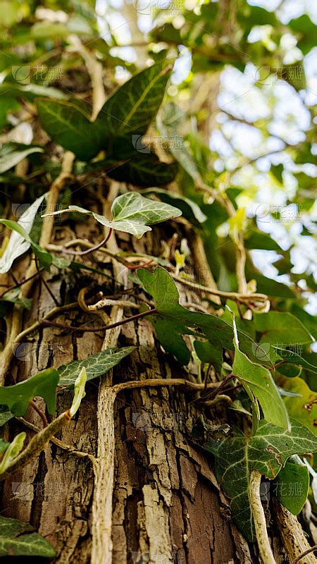 长在树上的常春藤