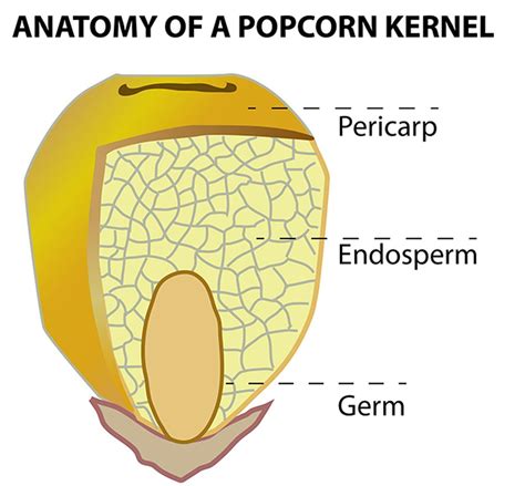Popcorn Kernel Diagram Popcorn Kernel Drawing Images Browse 13036