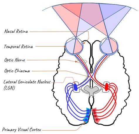 Function Of Lateral Geniculate Nucleus