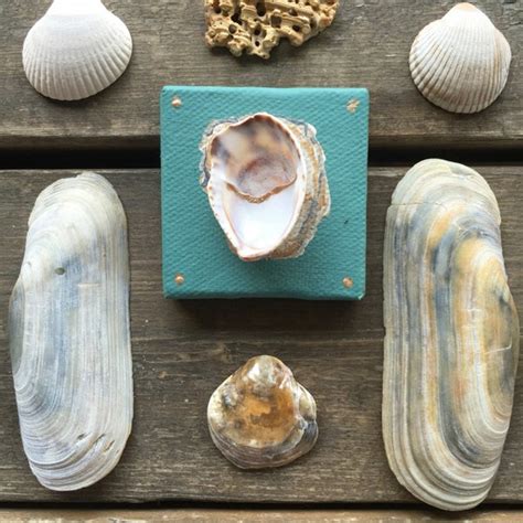 Slipper Shell Etsy