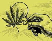 CBD Vape Oil A 101 Guide To Vaping CBD