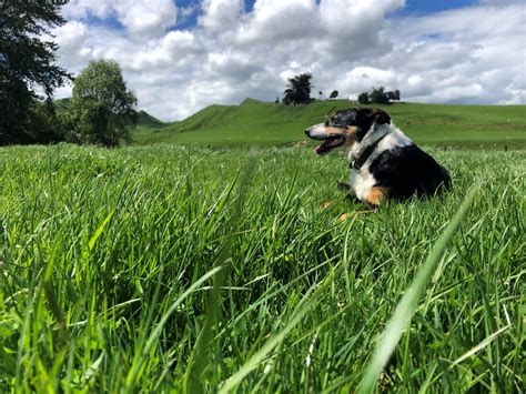 Annual Ryegrass Pasture