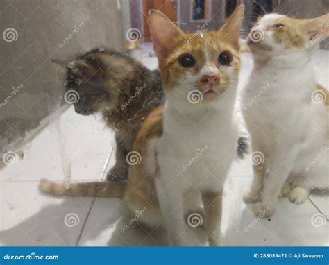 Resque Cat Stock Image Image Of Street Resqued Resque 288089471