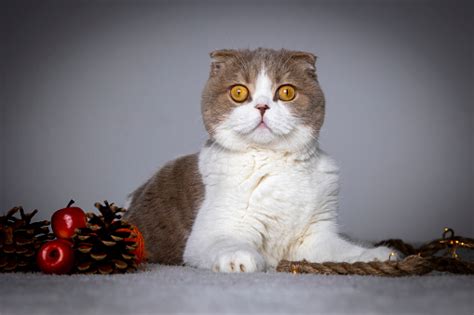 회색 벽 배경에 포즈를 취하는 재미 있은 스코틀랜드 폴드 품종 고양이 스코티시폴드고양이에 대한 스톡 사진 및 기타 이미지 스코티시폴드고양이 가축 고양이 새끼 Istock