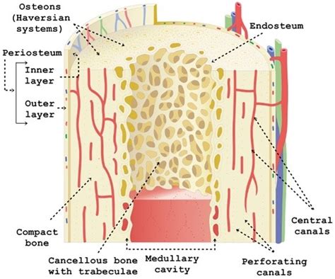 Structure And Function Of The Haversian System Explained With Diagrams Skeletal System