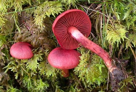20 Types Of Red Mushrooms With Pictures Identification Guide