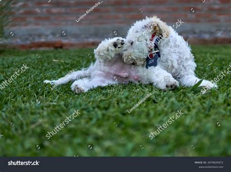 Licking Belly Button Images Stock Photos And Vectors Shutterstock