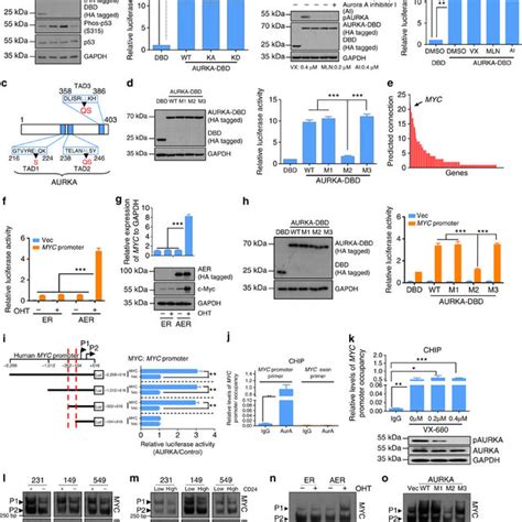 Aurka Nuclear Localization Sequence Is Required To Enhance Breast