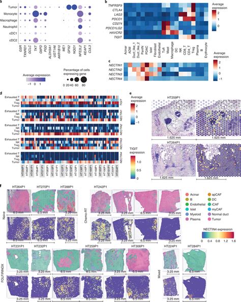 Myeloid And Lymphocyte Populations In The Tme A Expression Of Nrf2