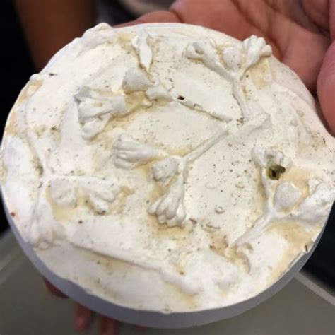 A DIY Fossil Now Thats Colossal Babe News Network A Window Into Your Public Babes