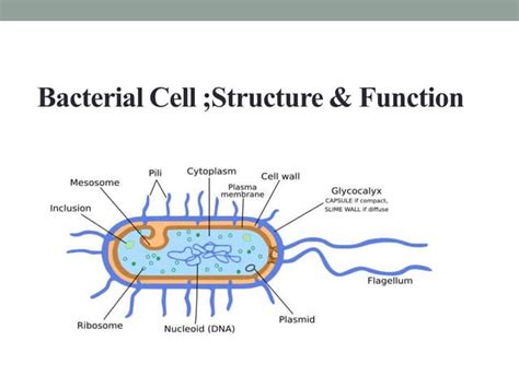 Sturcture Of Bacteria Lecture 3 1 Pptx Biological Sciences Science