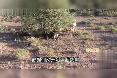 鬣狗被野狗围殴，躲在树底下瑟瑟发抖，老牛都能没坚持一分钟都能没老牛鬣狗