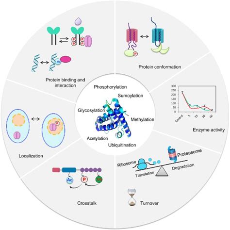 Large Scale Proteomics For Unraveling Post Translational Modification