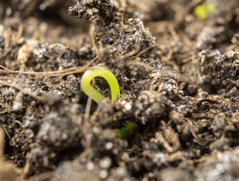 Sprouting Sprout Of Grass Macro Stock Image Image Of Seed Plant