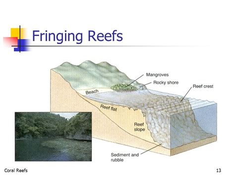 Fringing Reef Diagram