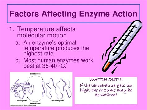 Ppt Enzymes Powerpoint Presentation Free Download Id2028284