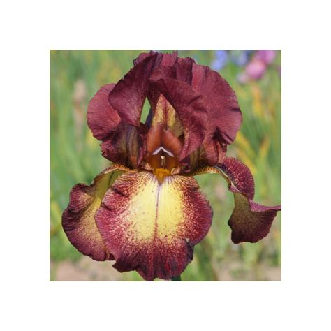 Iris Provençal Iris Les Roses André Eve