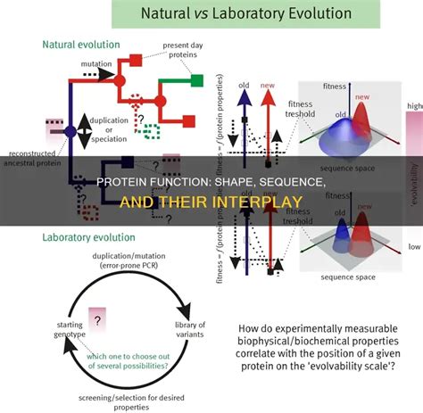 Protein Function Shape Sequence And Their Interplay Medshun